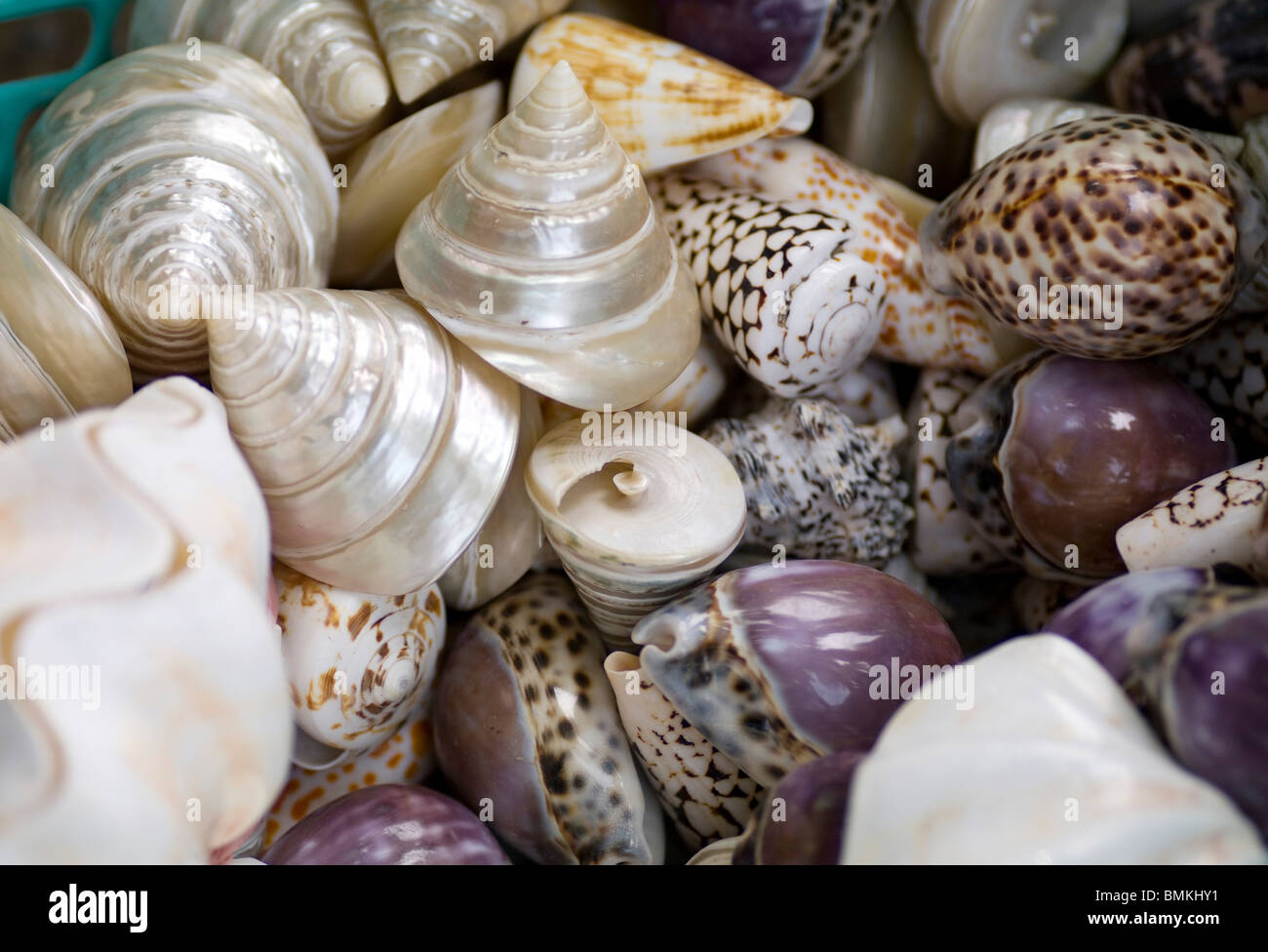 Frames shell hi-res stock photography and images - Alamy