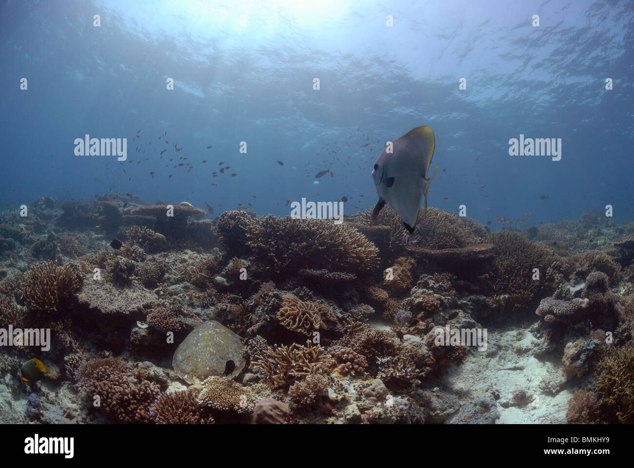 Green sea turtle ( Chelonia mydas ) and bat fish, reef crest, Sipadan ...
