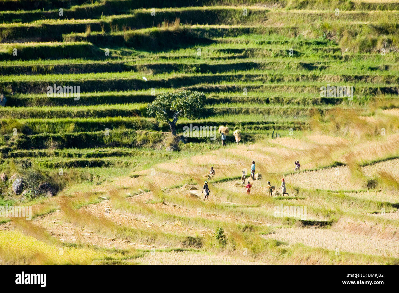 Fianarantsoa madagascar lake hi-res stock photography and images - Alamy