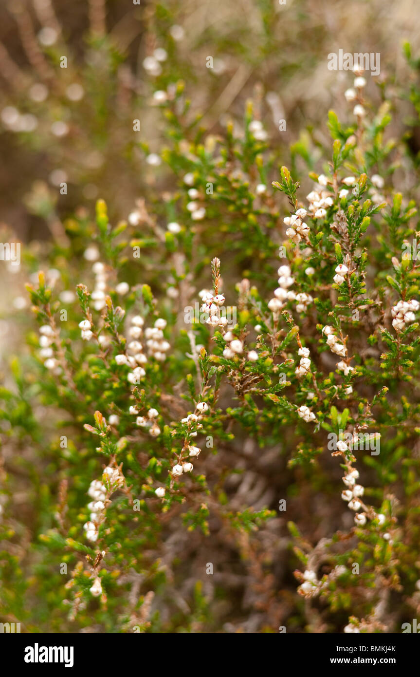 small white mountain rock flowers Stock Photo - Alamy