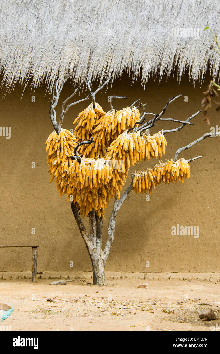 Hanging indian corn hi-res stock photography and images - Alamy