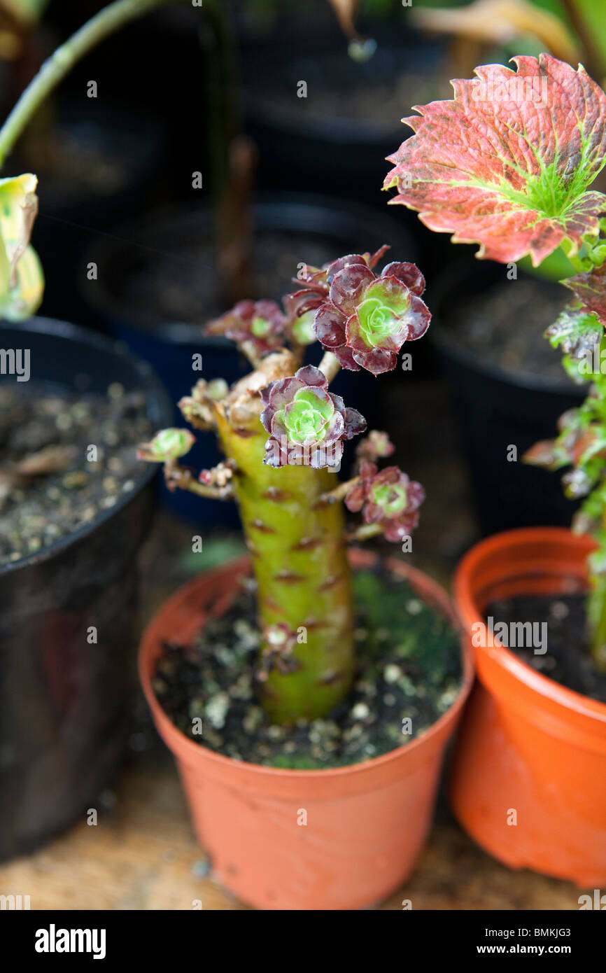 Aeonium voodoo hi-res stock photography and images - Alamy