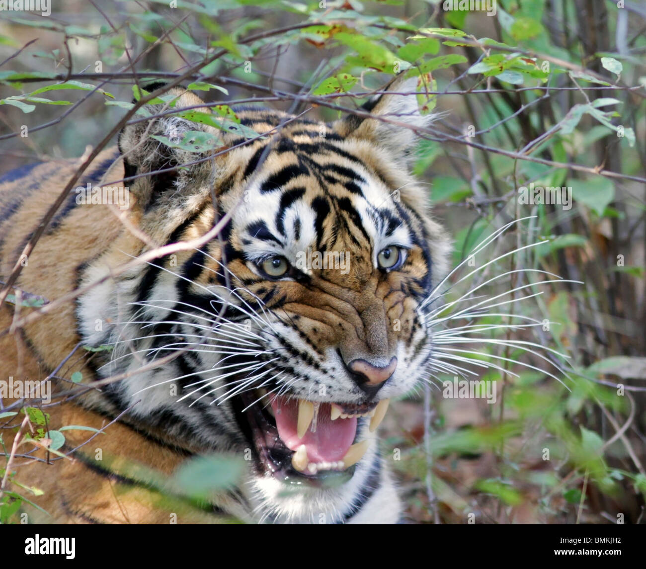 Bengal tiger snarling hi-res stock photography and images - Alamy
