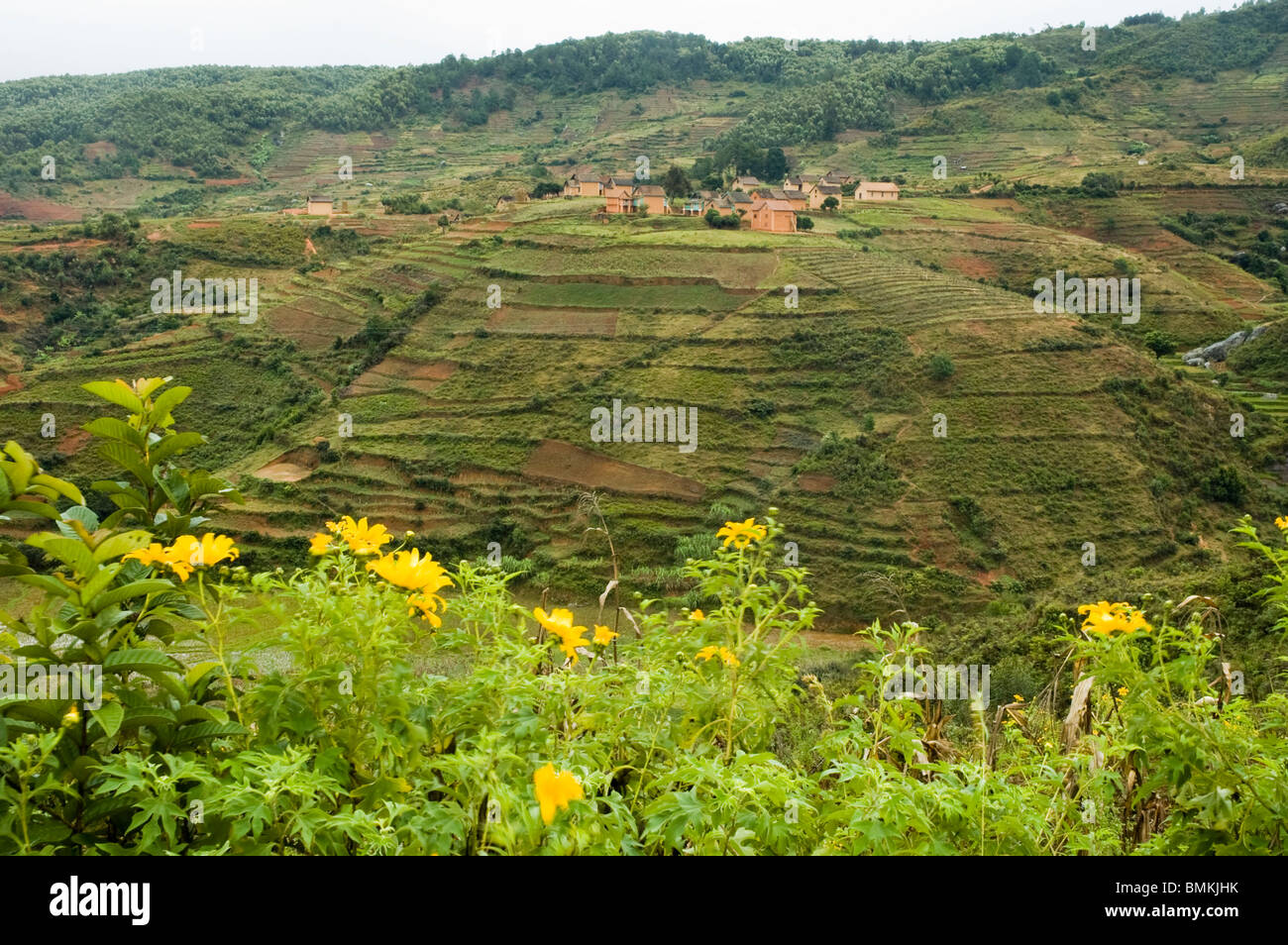 Madagascar, Fianarantsoa. Village and rice fields along the road ...