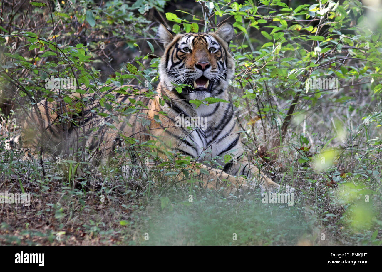 Tiger sitting in the cover of dense bushes in Ranthambhore National ...