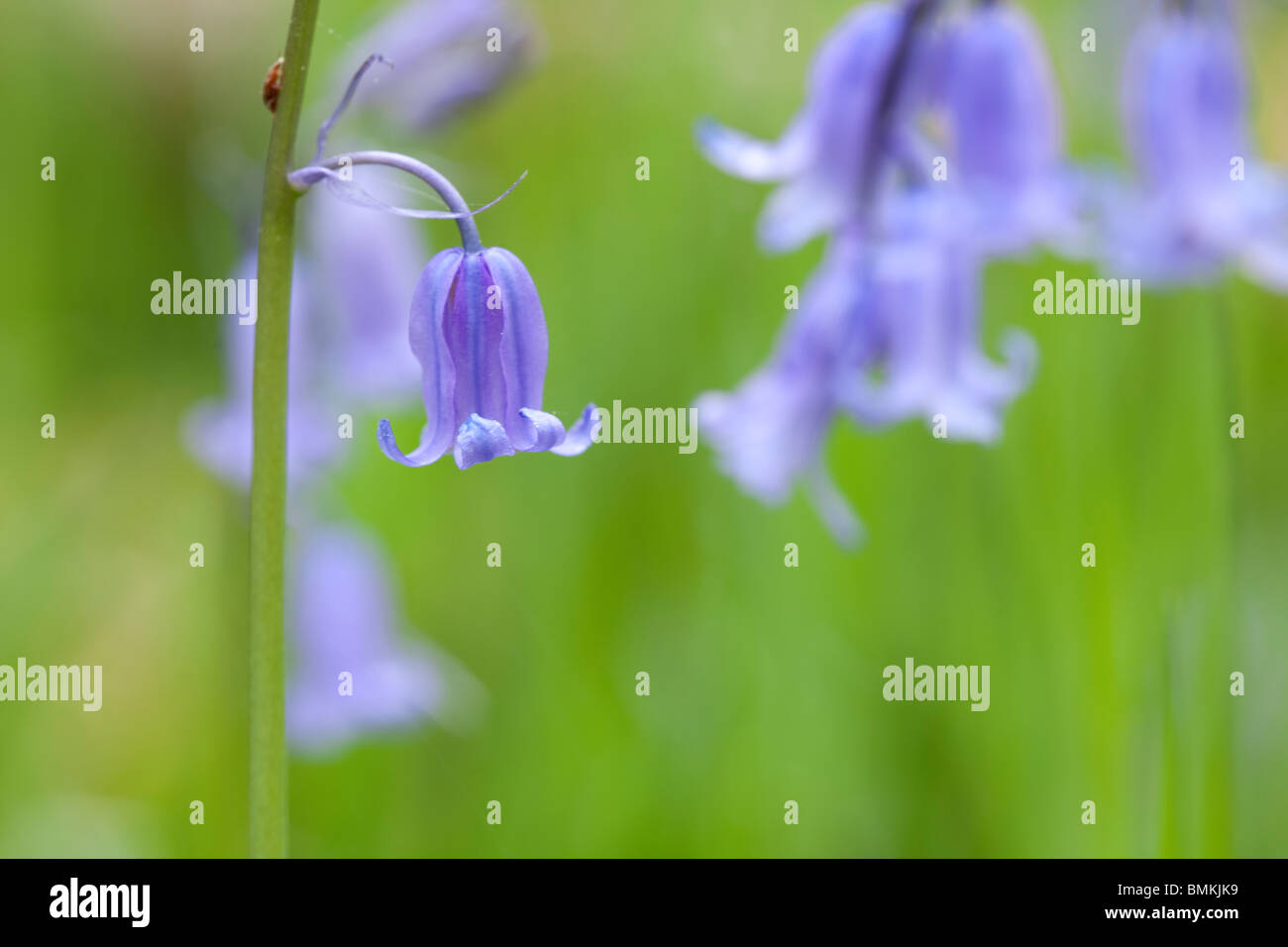 Bluebells hi-res stock photography and images - Alamy