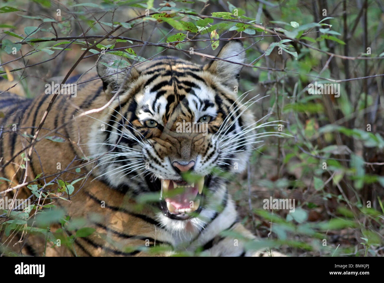 Bengal tiger snarling hi-res stock photography and images - Alamy