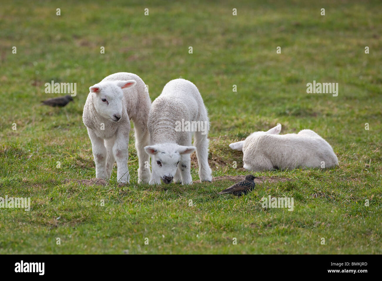 A group of spring Lambs playing in meadow at Easter time Stock Photo ...