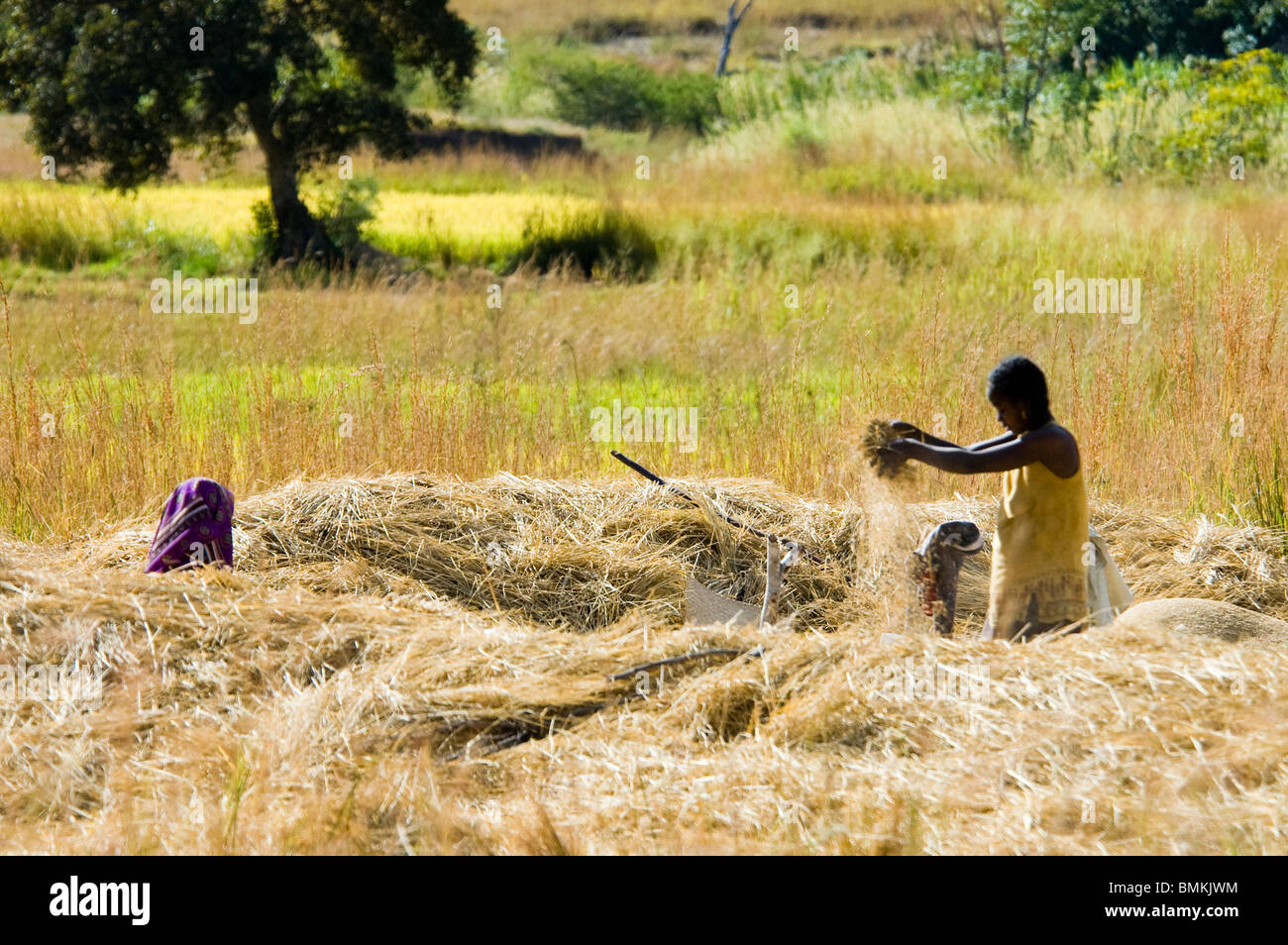 Madagascar, Isalo. Woman sifting through rice - Isalo National Park ...