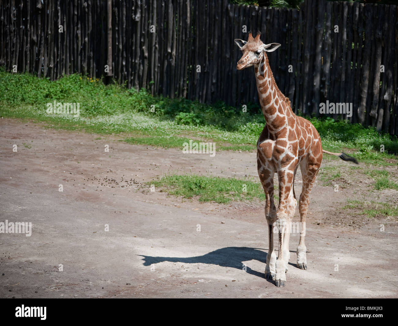a baby giraffe captive in a zoo. Rome, Italy, Europe Stock Photo - Alamy