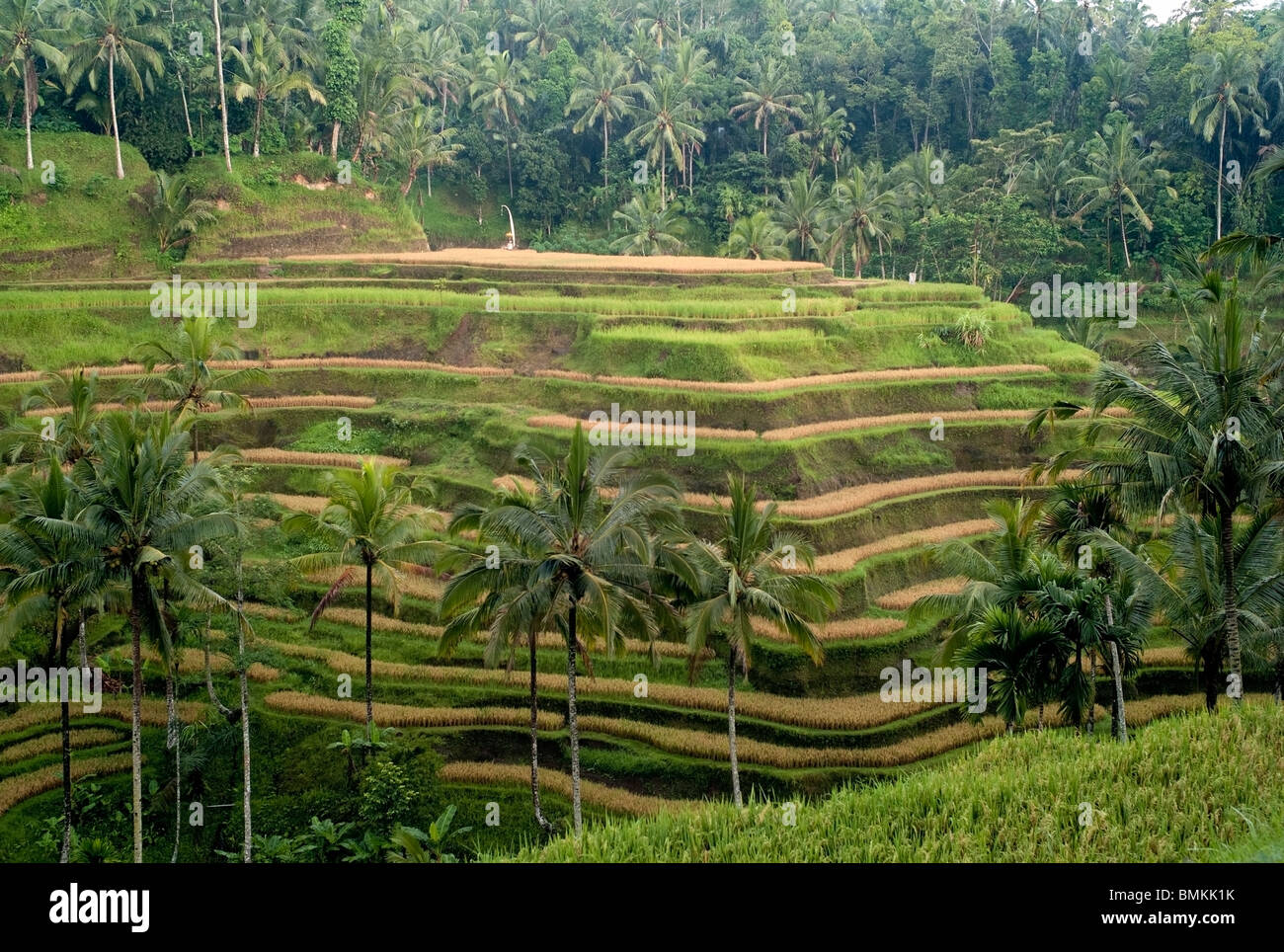 Bali, Indonesia, Asia; Rice Terraces Stock Photo - Alamy