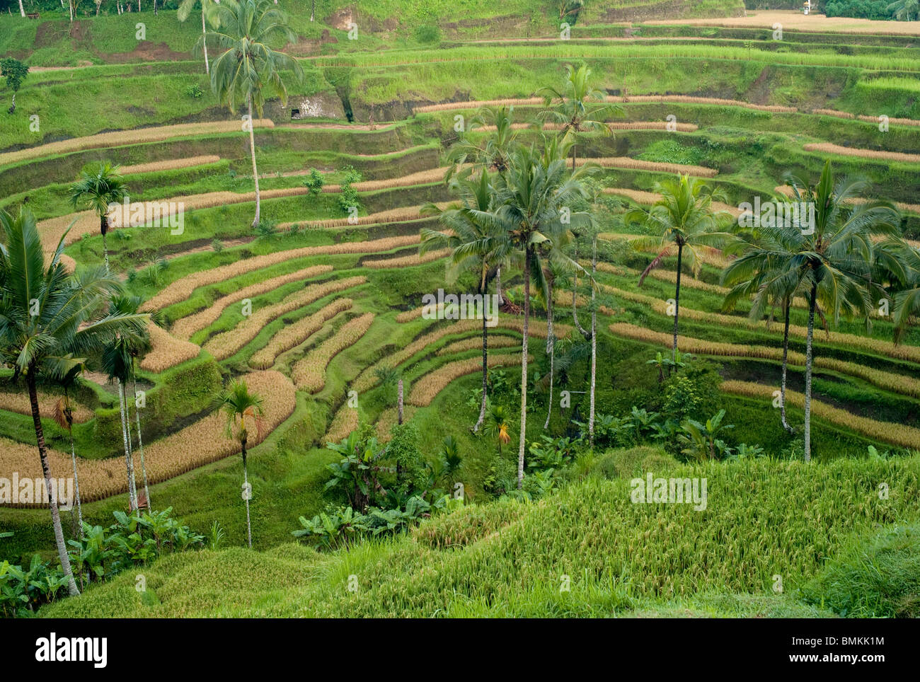 Bali, Indonesia, Asia; Rice Terraces Stock Photo - Alamy