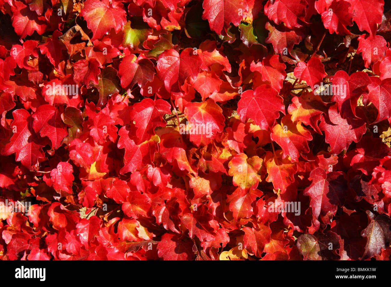 Red vine leaves background Stock Photo - Alamy