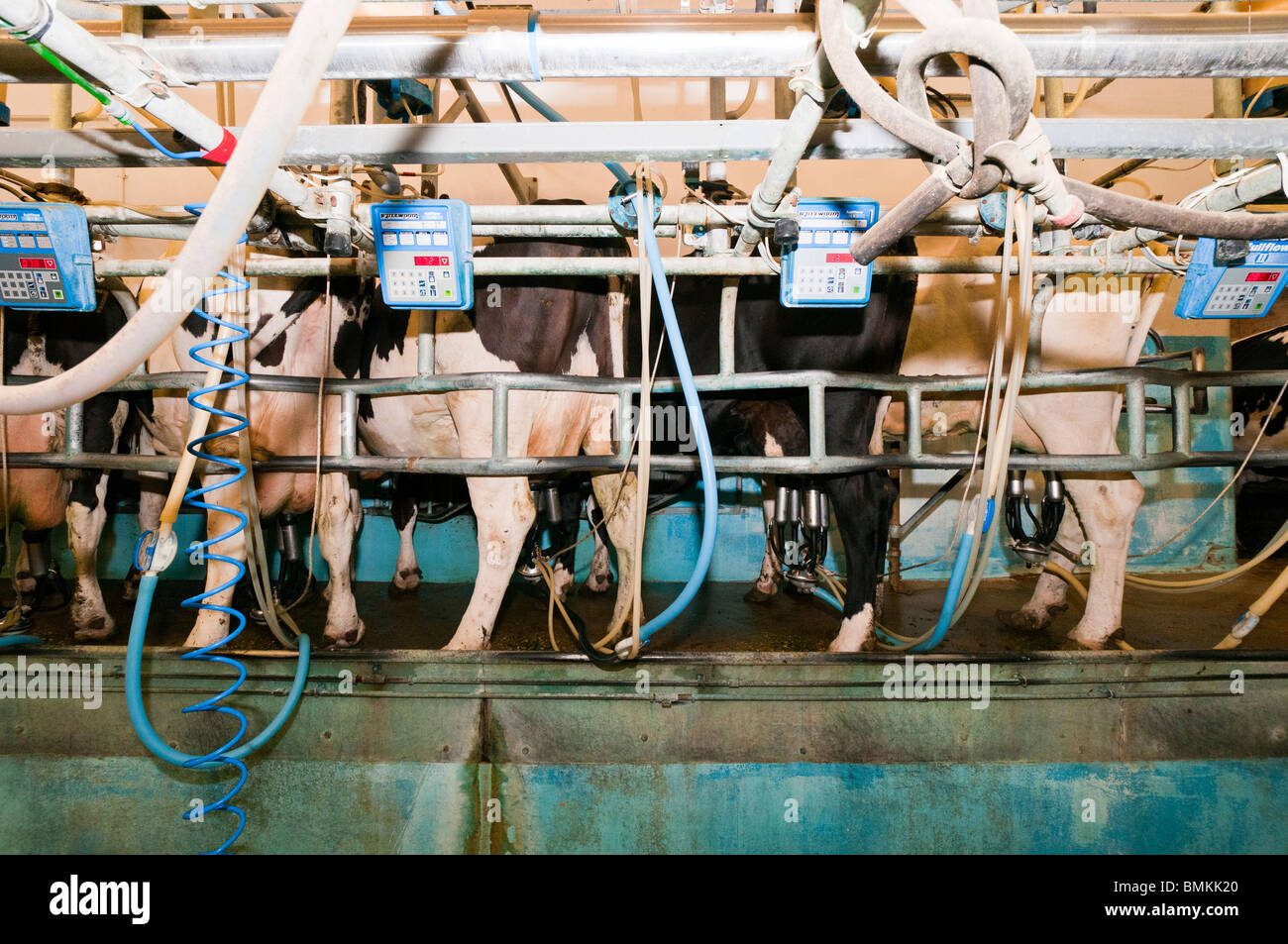 Milking cows in a modern milking parlour on a farm in Hampshire England ...