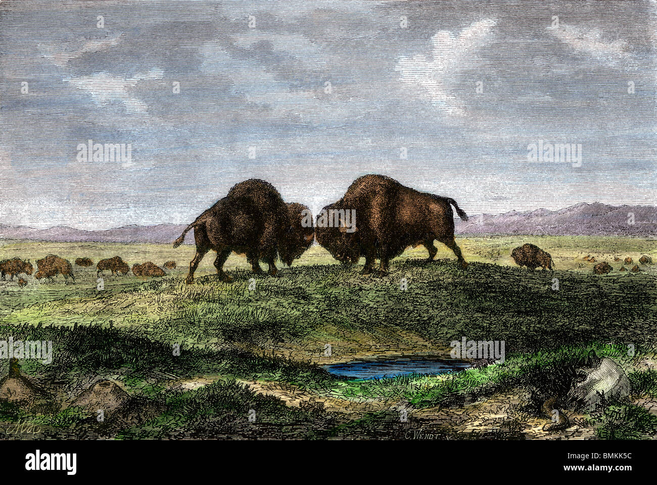 Native american buffalo herd hi-res stock photography and images - Alamy