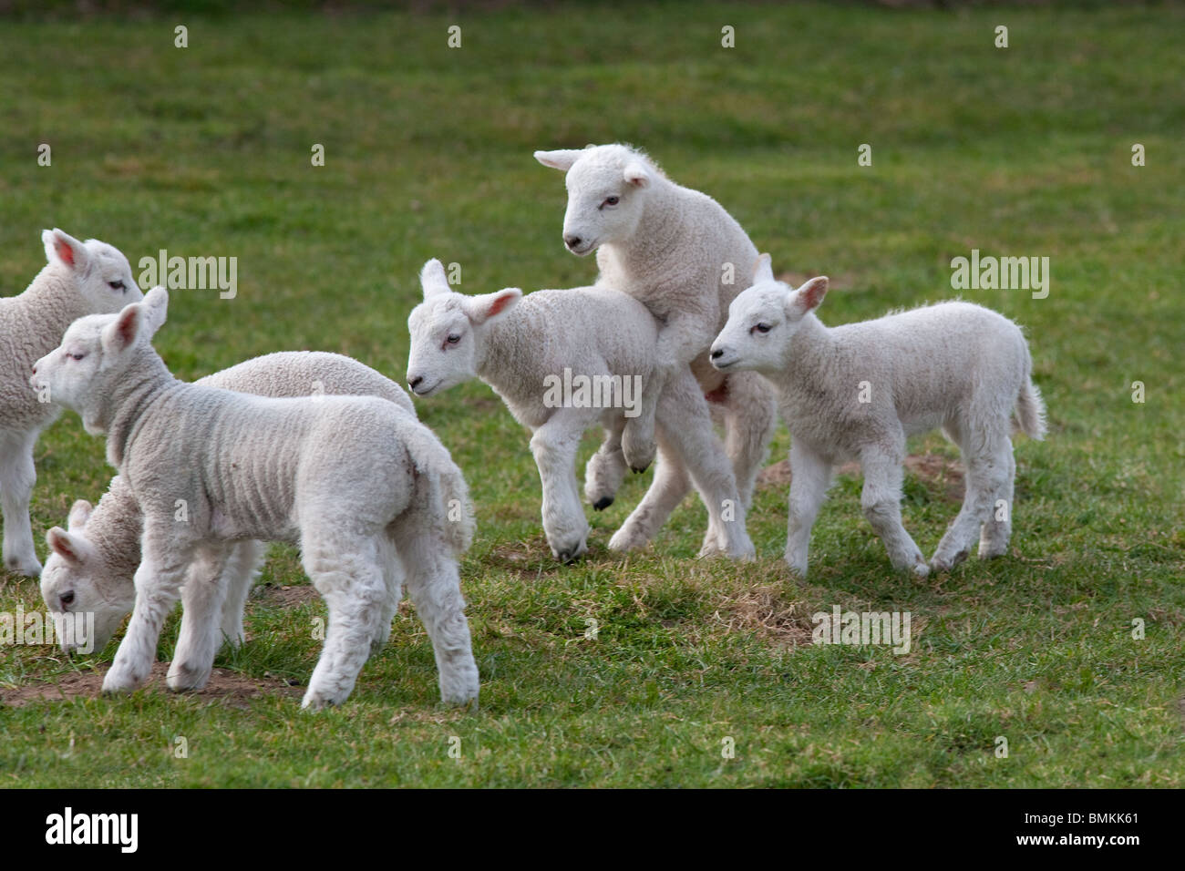 A group of spring Lambs playing in meadow at Easter time Stock Photo ...