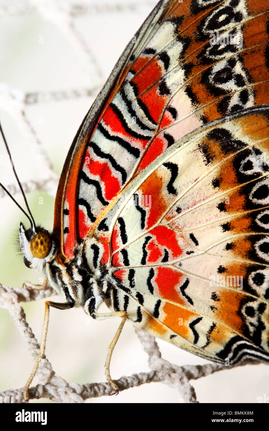 Net for butterfly hi-res stock photography and images - Alamy