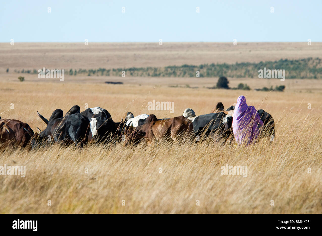 Madagascar, Isalo. Zebu herd on the Isalo Plateau Stock Photo - Alamy