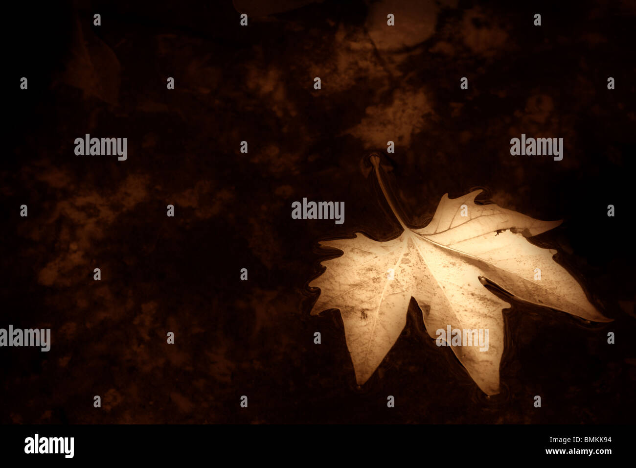 Leaf drift hi-res stock photography and images - Alamy