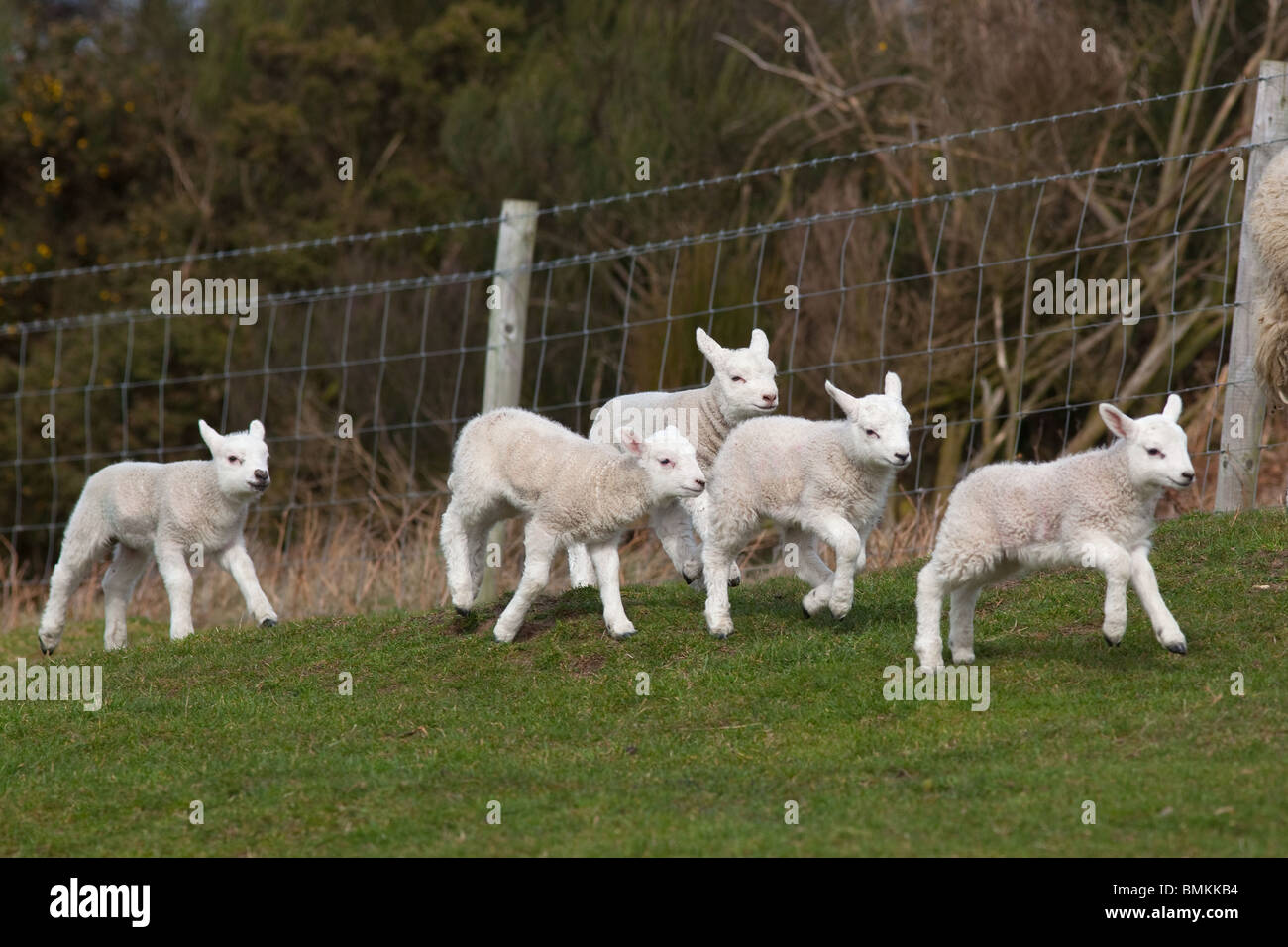Lambs playing in a green field hi-res stock photography and images - Alamy