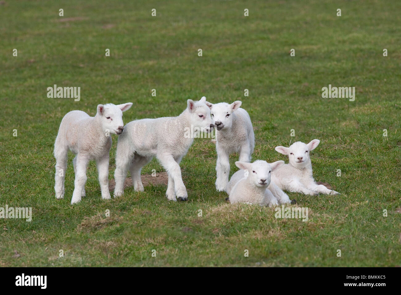 A group of spring Lambs playing in meadow at Easter time Stock Photo ...