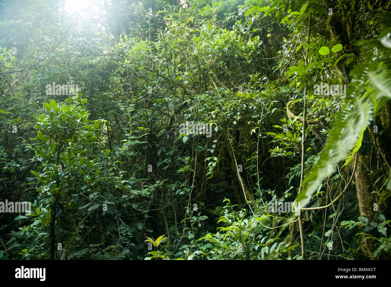 Madagascar, Fianarantsoa, Ronomafana NP. Tropical rain forest Stock ...