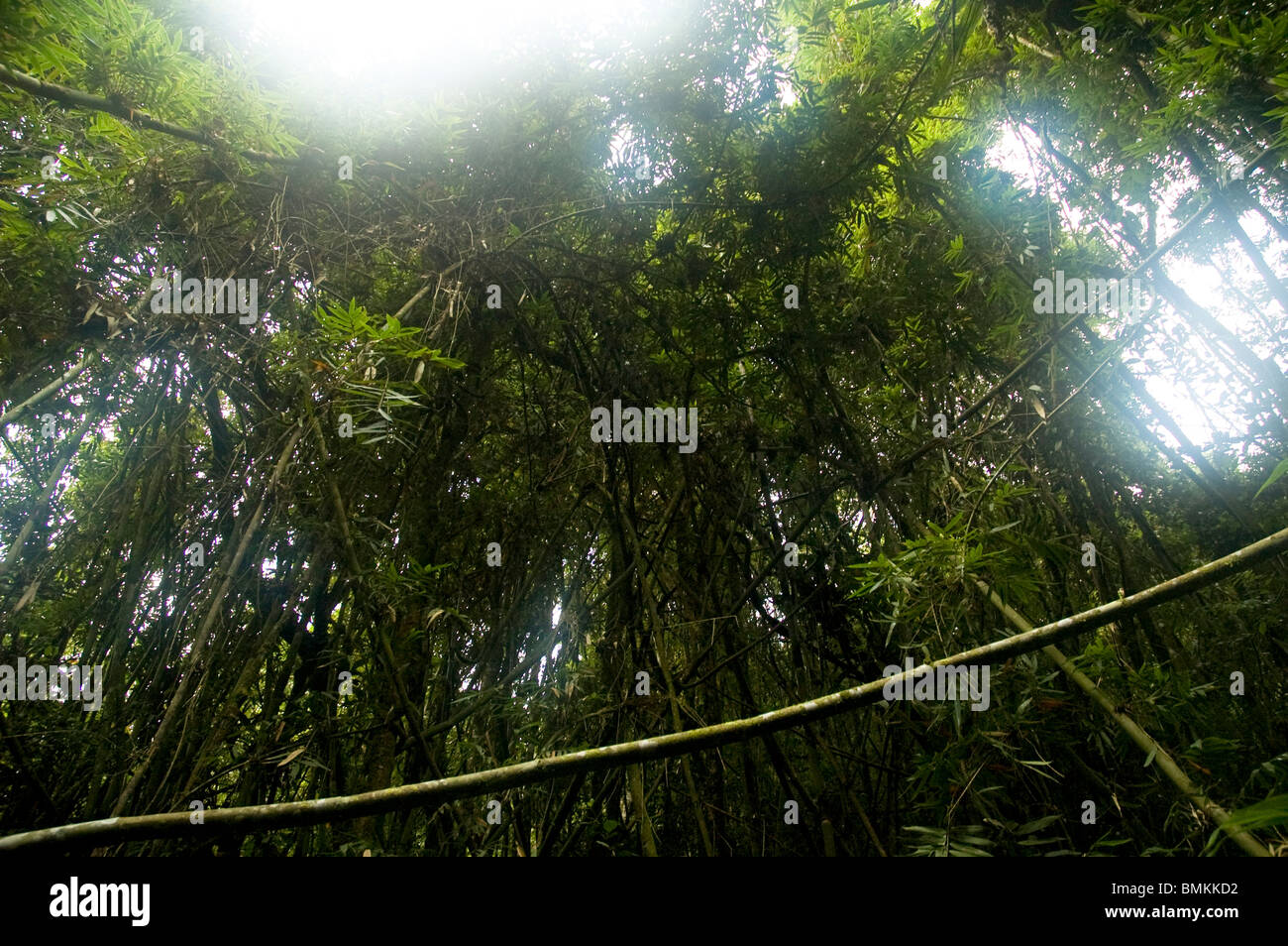 Madagascar, Fianarantsoa, Ronomafana NP. Canopy of the tropical rain ...