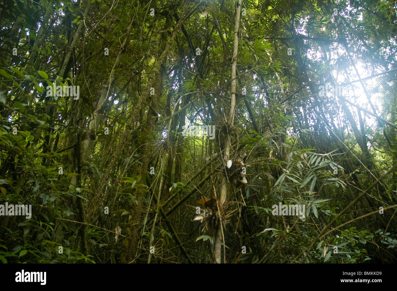 Madagascar, Fianarantsoa, Ronomafana NP. Canopy of the tropical rain ...