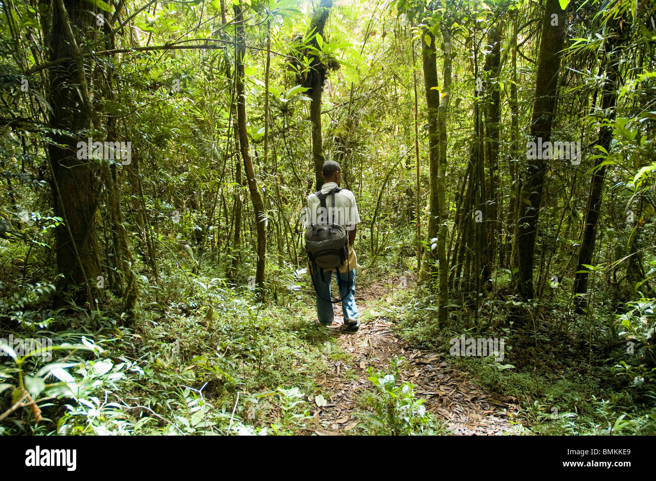 Madagascar, Fianarantsoa, Ronomafana NP. Tropical rain forest guide ...