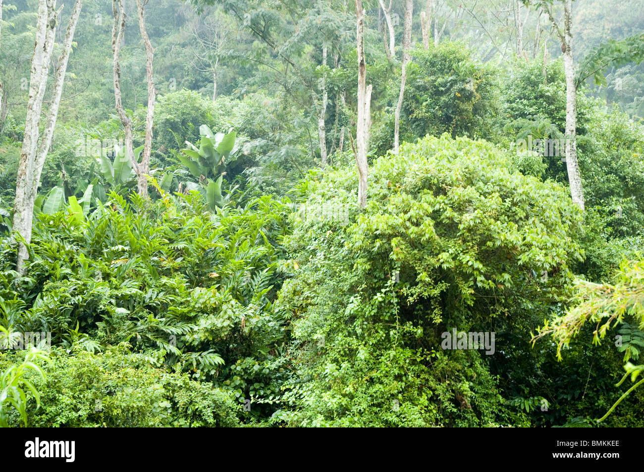 Madagascar, Fianarantsoa, Ronomafana NP. Tropical rain forest Stock ...