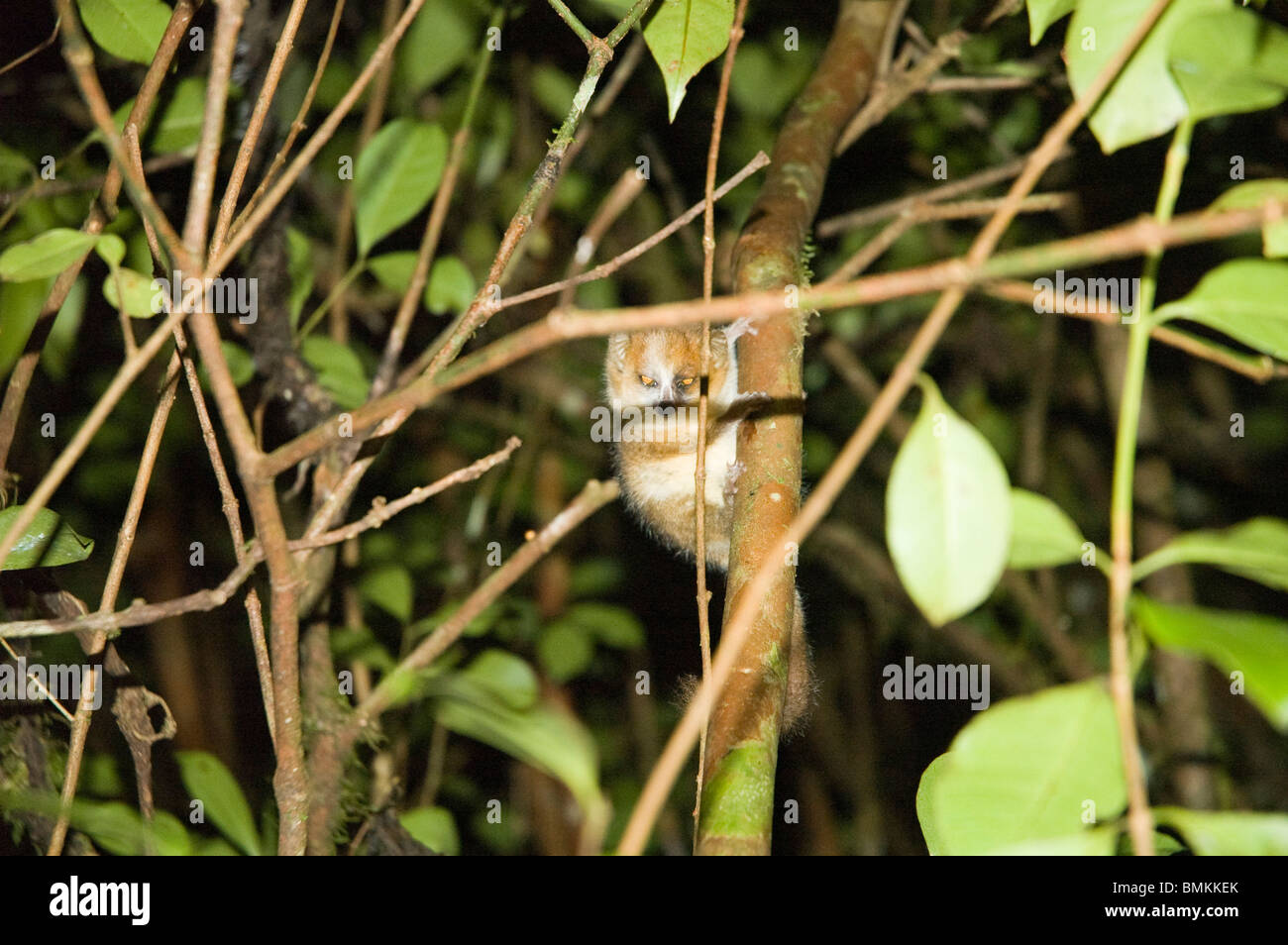 Microcebus rufus hi-res stock photography and images - Alamy