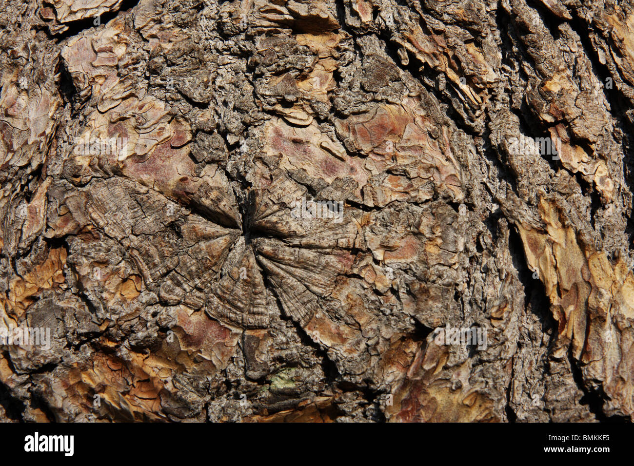 Bark of oak tree Stock Photo - Alamy