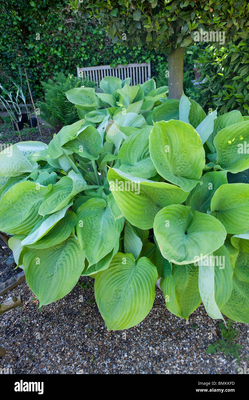 Hosta leaf detail hi-res stock photography and images - Alamy
