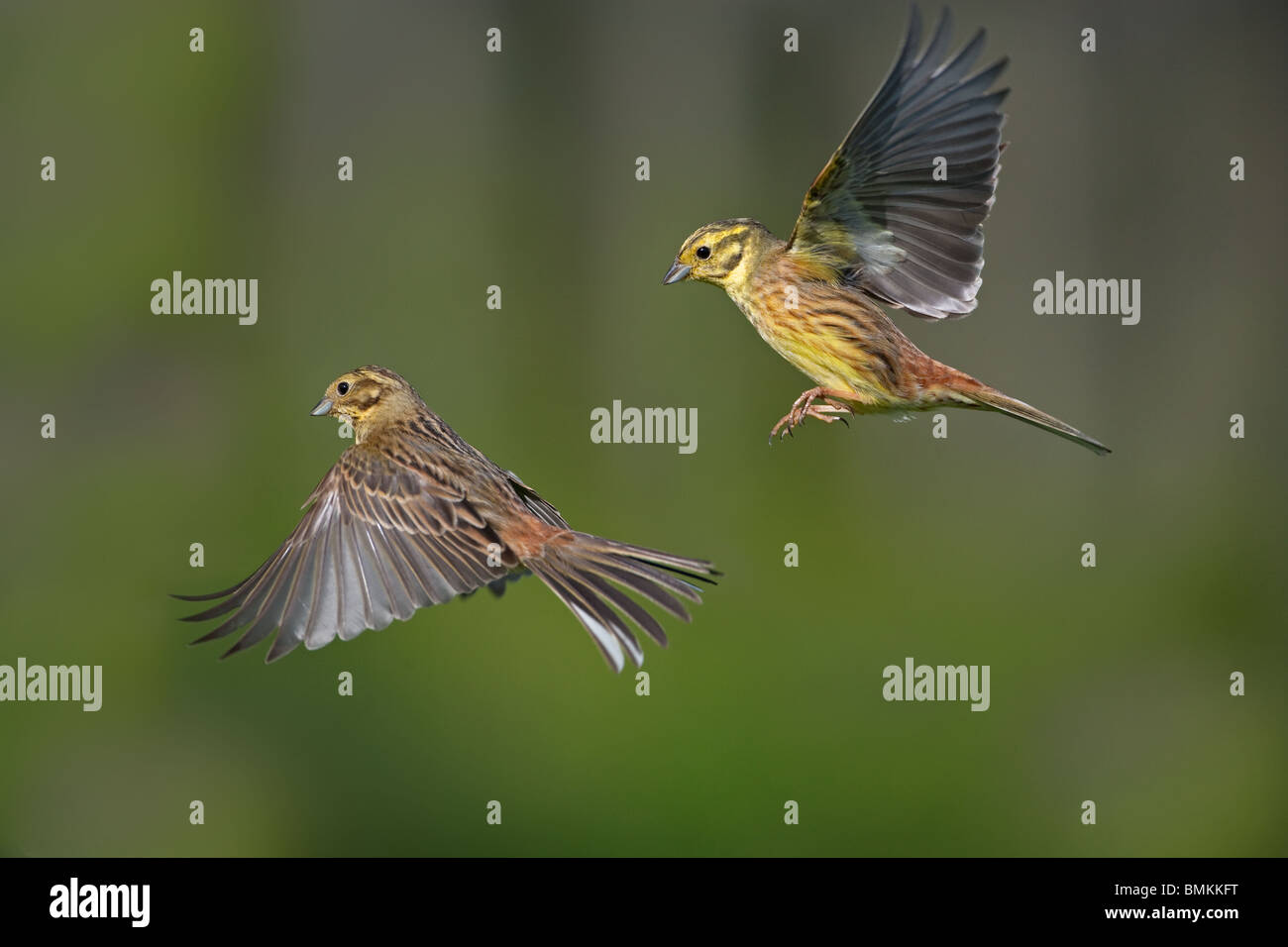 Colour in bunting hi-res stock photography and images - Alamy