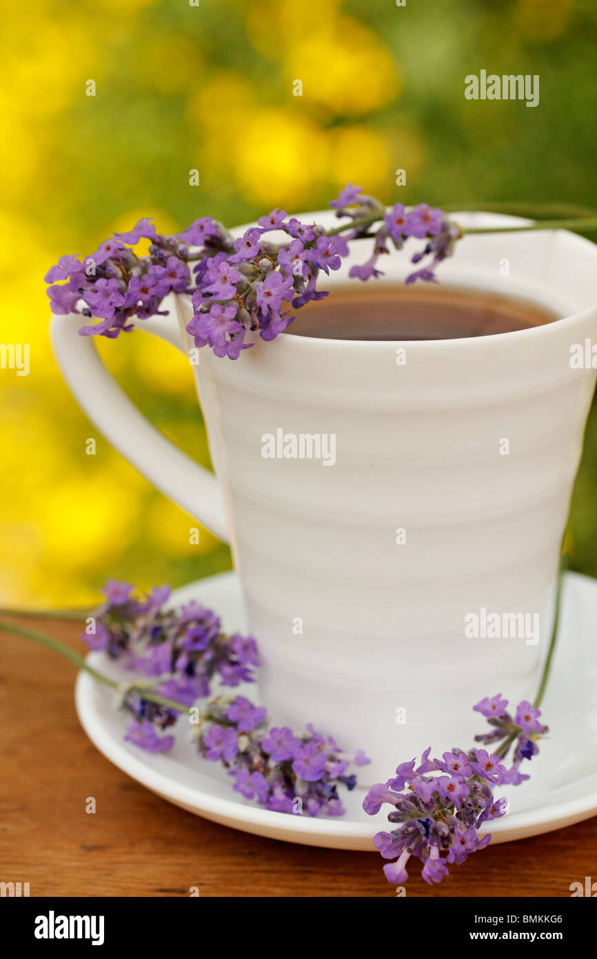 Lavender infusion (Lavandula officinalis Stock Photo - Alamy