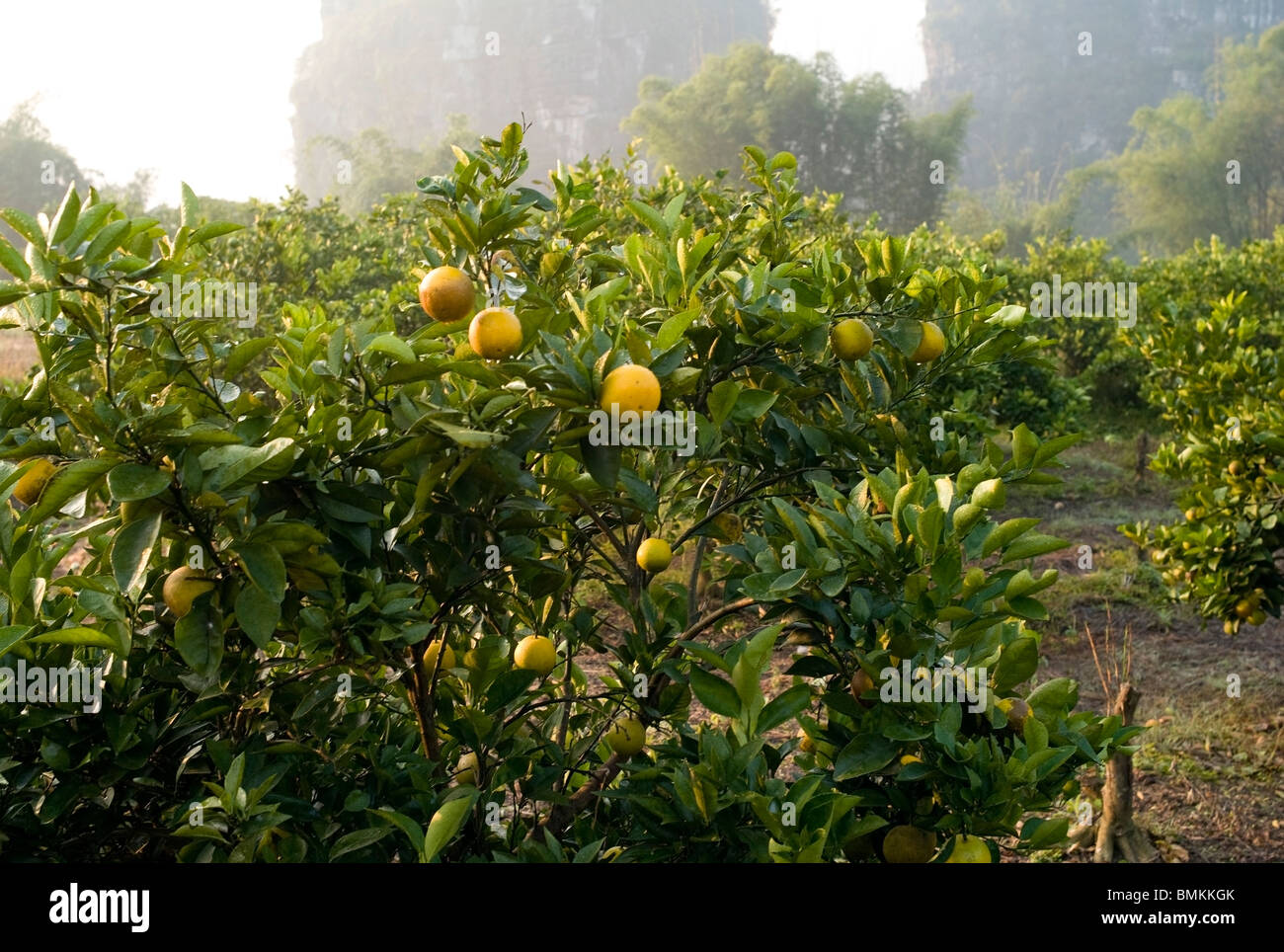 China; Orange Trees Stock Photo - Alamy