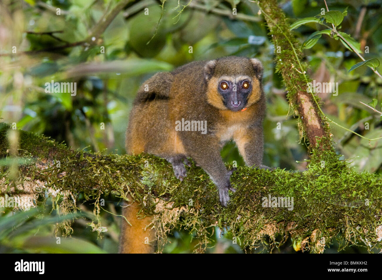 Golden bamboo lemur hi-res stock photography and images - Alamy