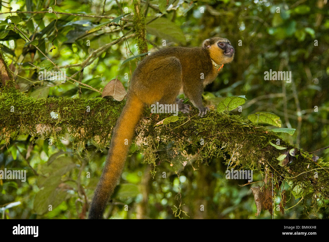 Golden bamboo lemur hi-res stock photography and images - Alamy