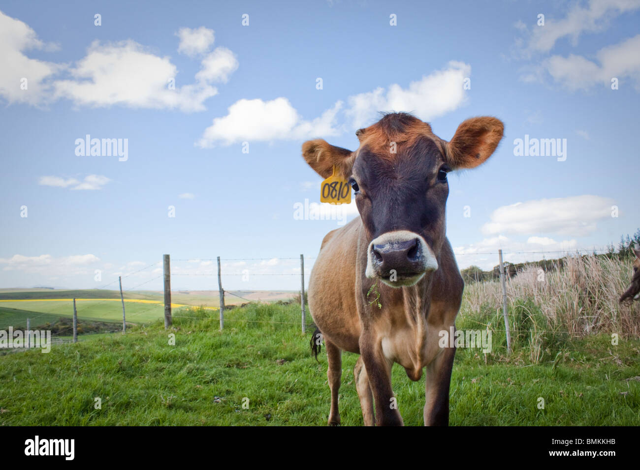 Skinny brown cow hi-res stock photography and images - Alamy