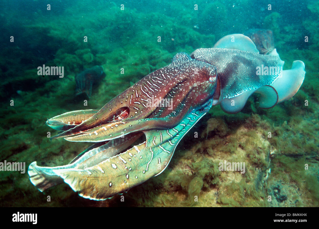 Giant cuttlefish display hi-res stock photography and images - Alamy