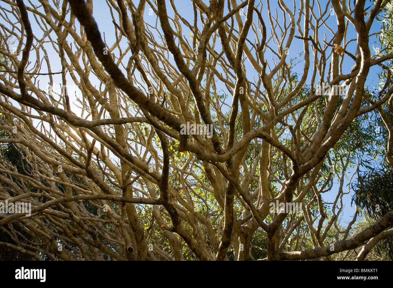 Euphoria tree hi-res stock photography and images - Alamy