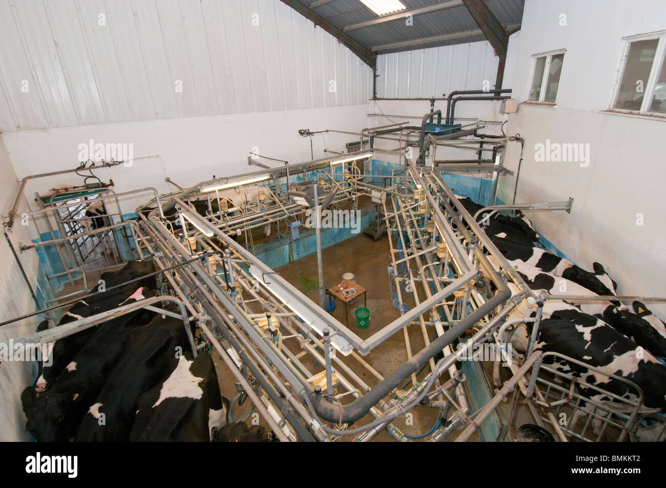 Milking cows in a modern milking parlour on a farm in Hampshire England ...