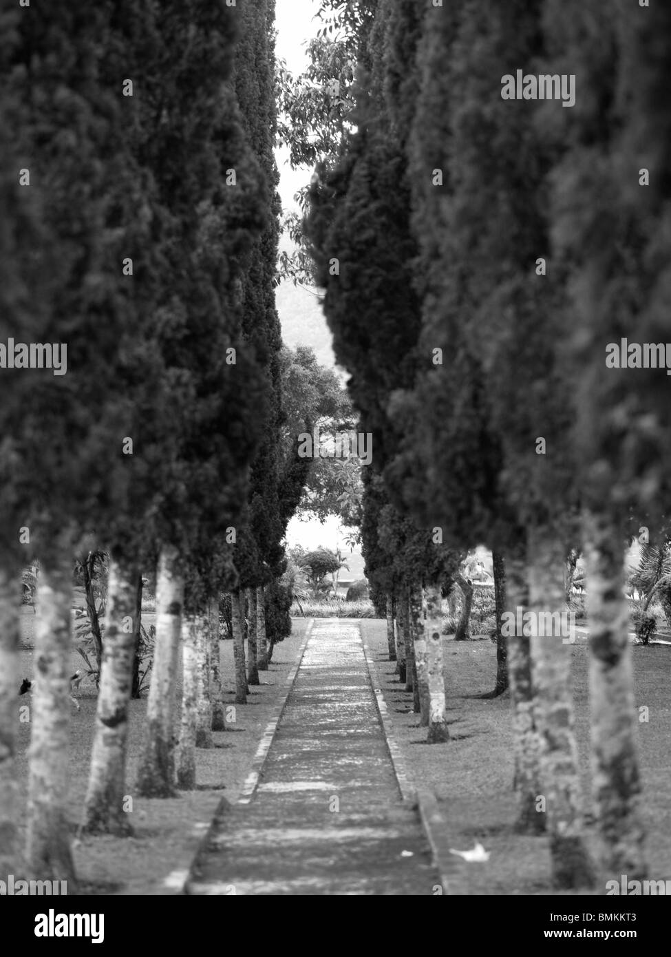 Shady pathway Black and White Stock Photos & Images - Alamy