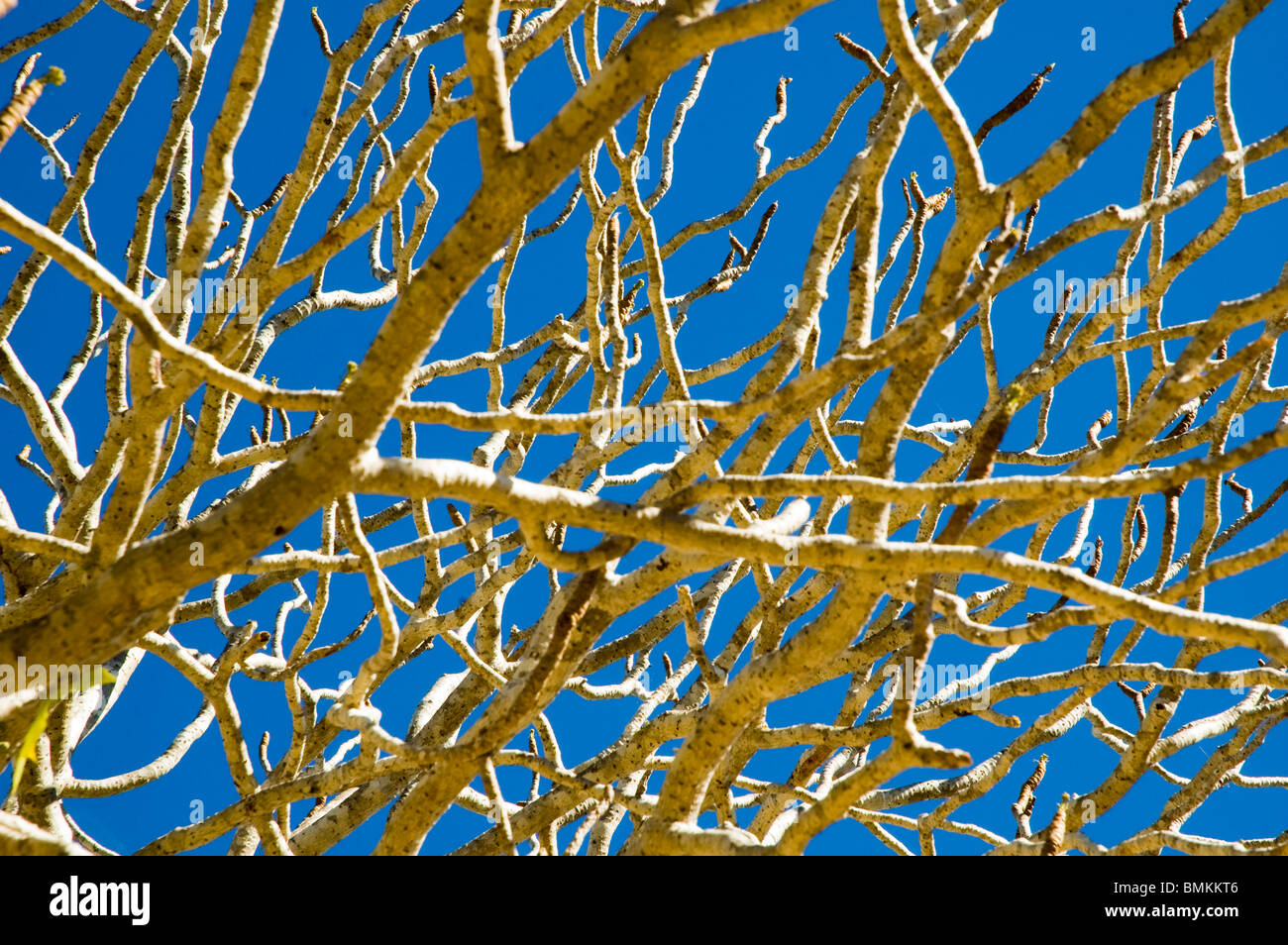 Antsokay arboretum hi-res stock photography and images - Alamy