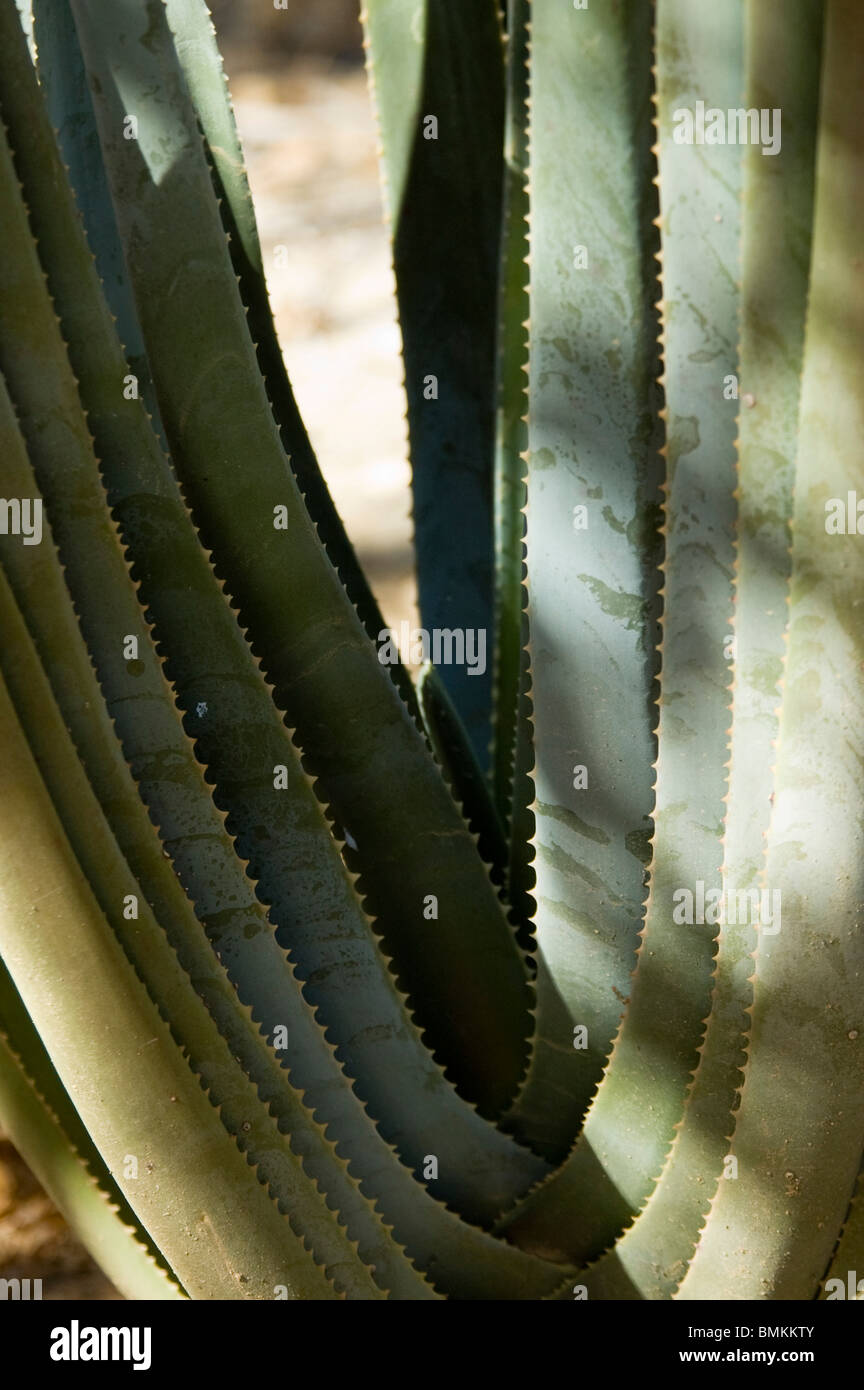 Madagascar, Toliara. Aloe plant (Aloe suzannae ) - Arboretum d'Antsokay ...