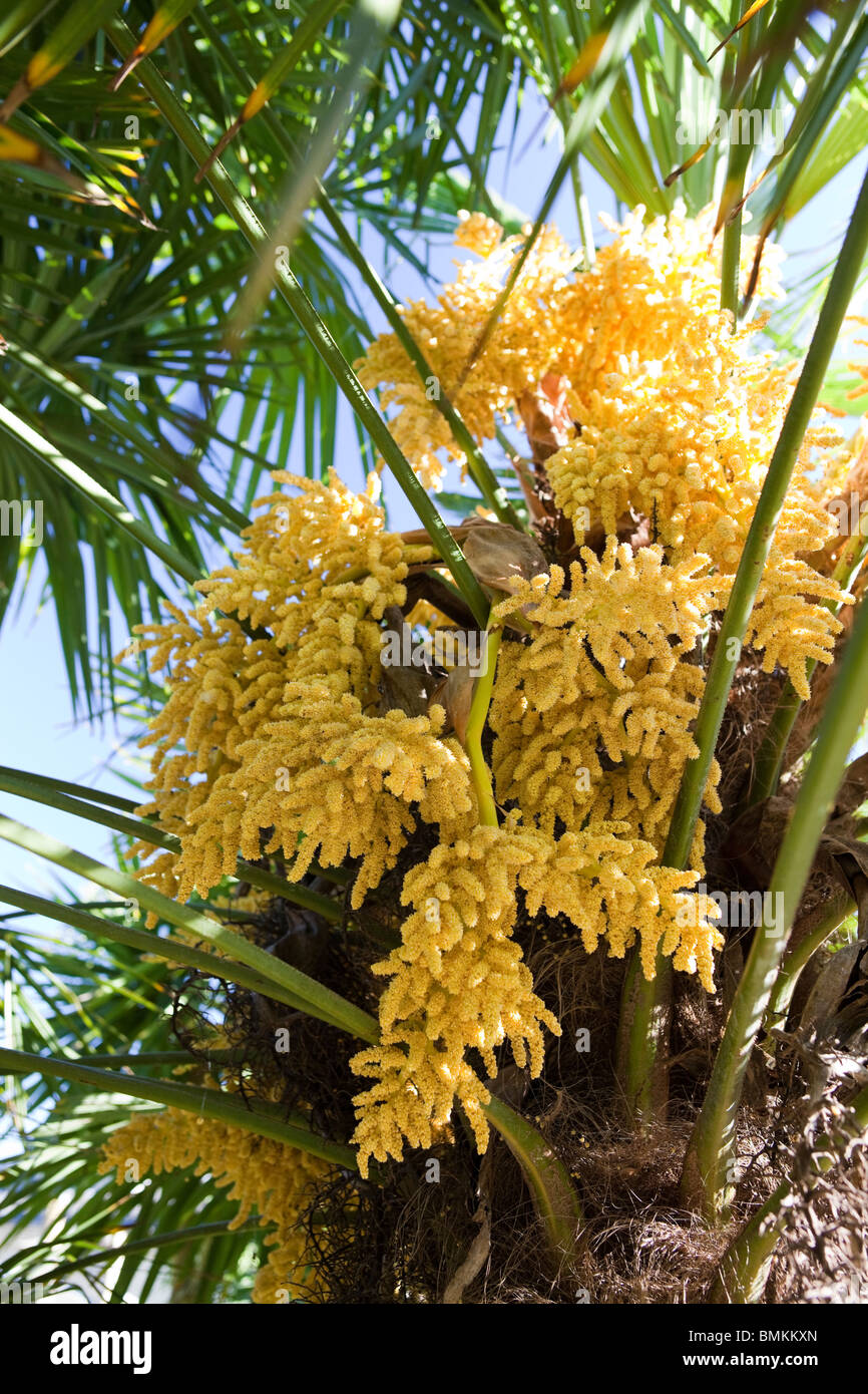 Trachycarpus flower hi-res stock photography and images - Alamy
