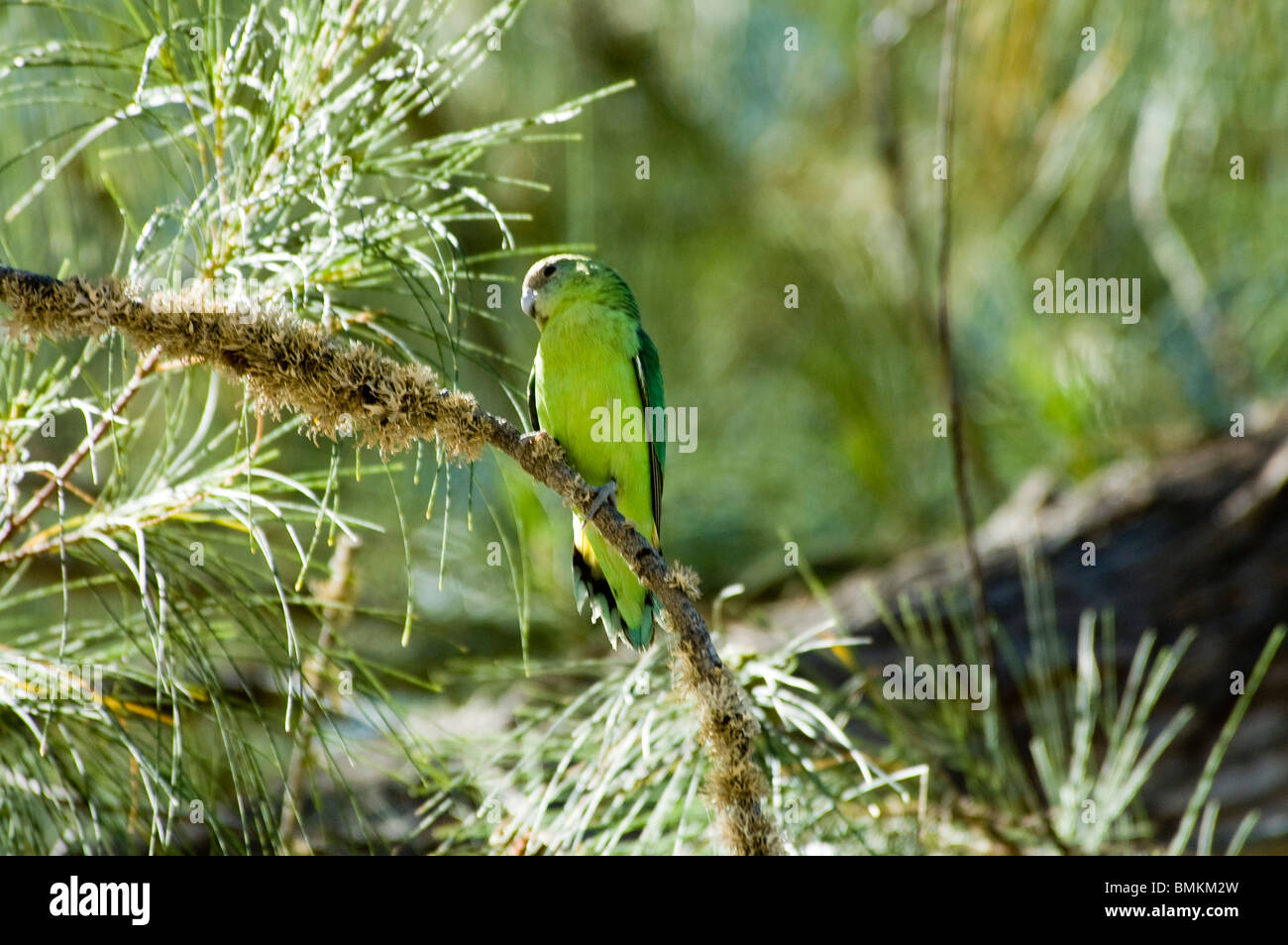Grey headed lovebird hi-res stock photography and images - Alamy