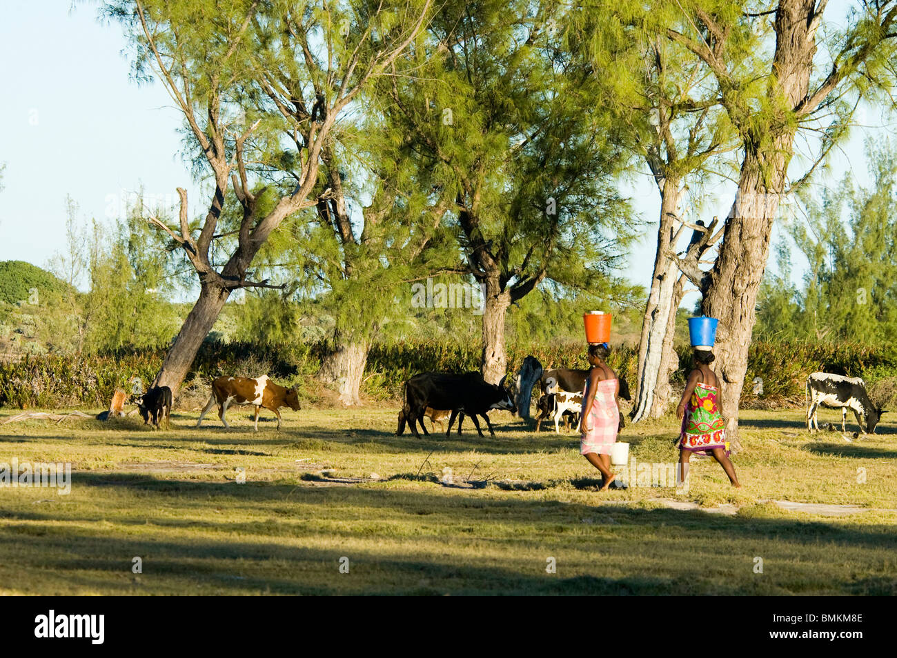 Madagascar, Mangily. Women carrying buckets with water near Mangily ...
