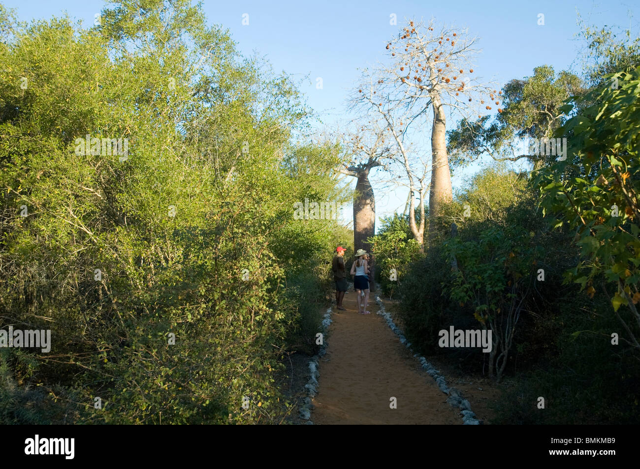 Madagascar, Mangily. Endemic vegetation at the Reniala Reserve Stock ...