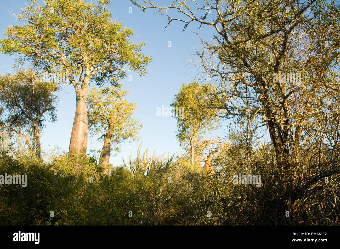 Madagascar, Mangily. Endemic vegetation at the Reniala Reserve Stock ...